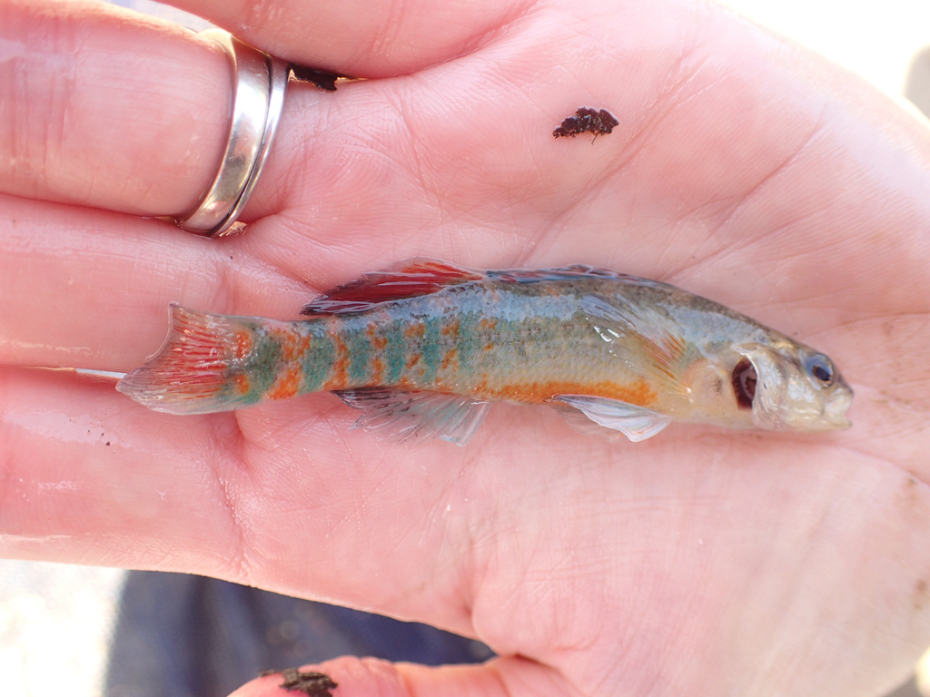 Mud darter from Wayne County, Illinois, USA on April 11, 2018 at 01:14 ...