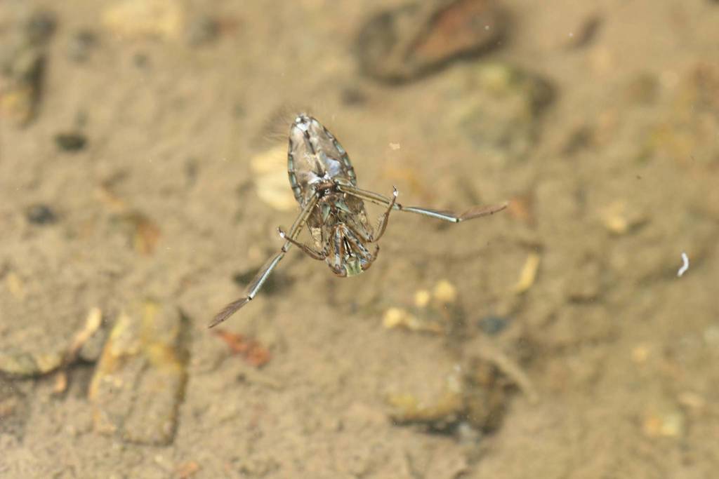 Notonecta triguttata from 大戸緑地 on August 28, 2021 at 11:14 AM by 登坂久雄 ...