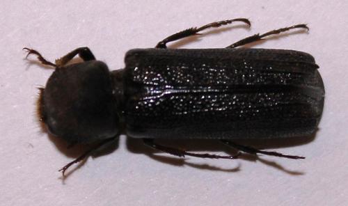 Apate monachus · iNaturalist Panamá