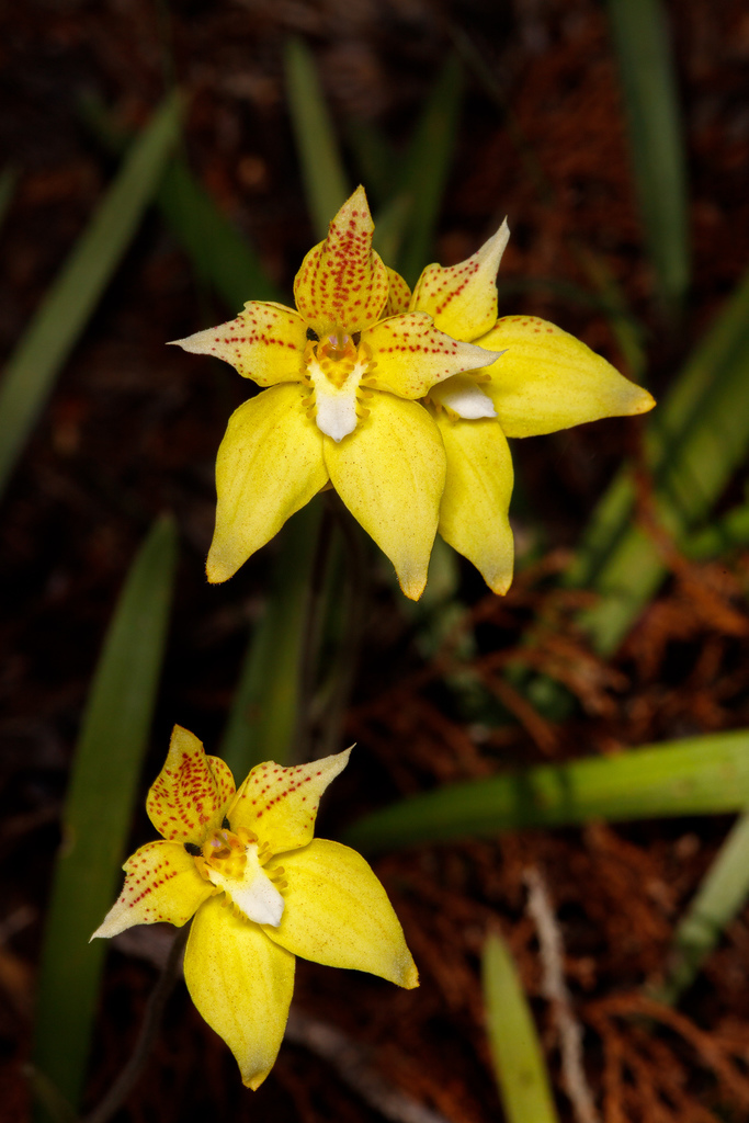 Caladenia flava maculata from Binnu WA 6532, Australia on August 23 ...