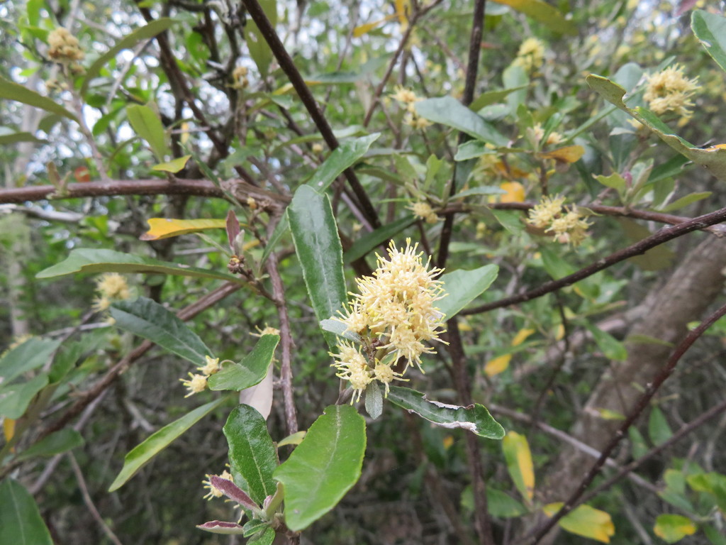 Bitter-Leaf from Waters Meeting Nature Reserve, Bathurst on September ...