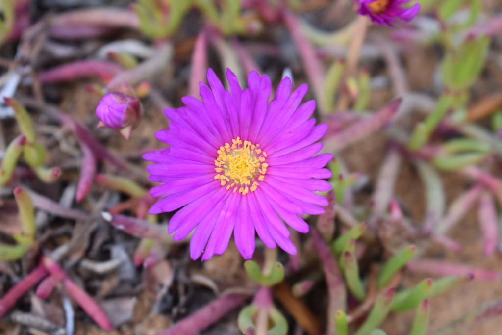 Strandveld Beachfig from South Cape DC, South Africa on August 20, 2021 ...
