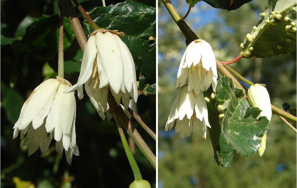 Patagua (Crinodendron patagua) - Botanical Realm