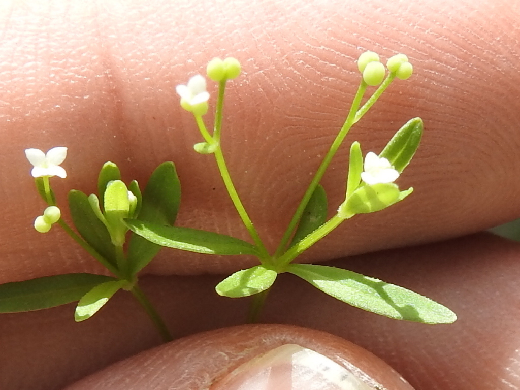 Bluntleaf Bedstraw from Smith County, TX, USA on April 14, 2018 by Sam ...