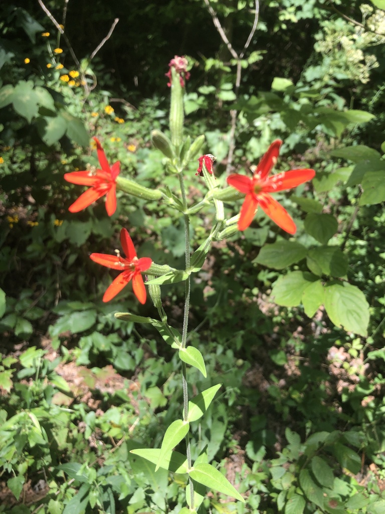 royal catchfly in August 2021 by Brian Keener · iNaturalist