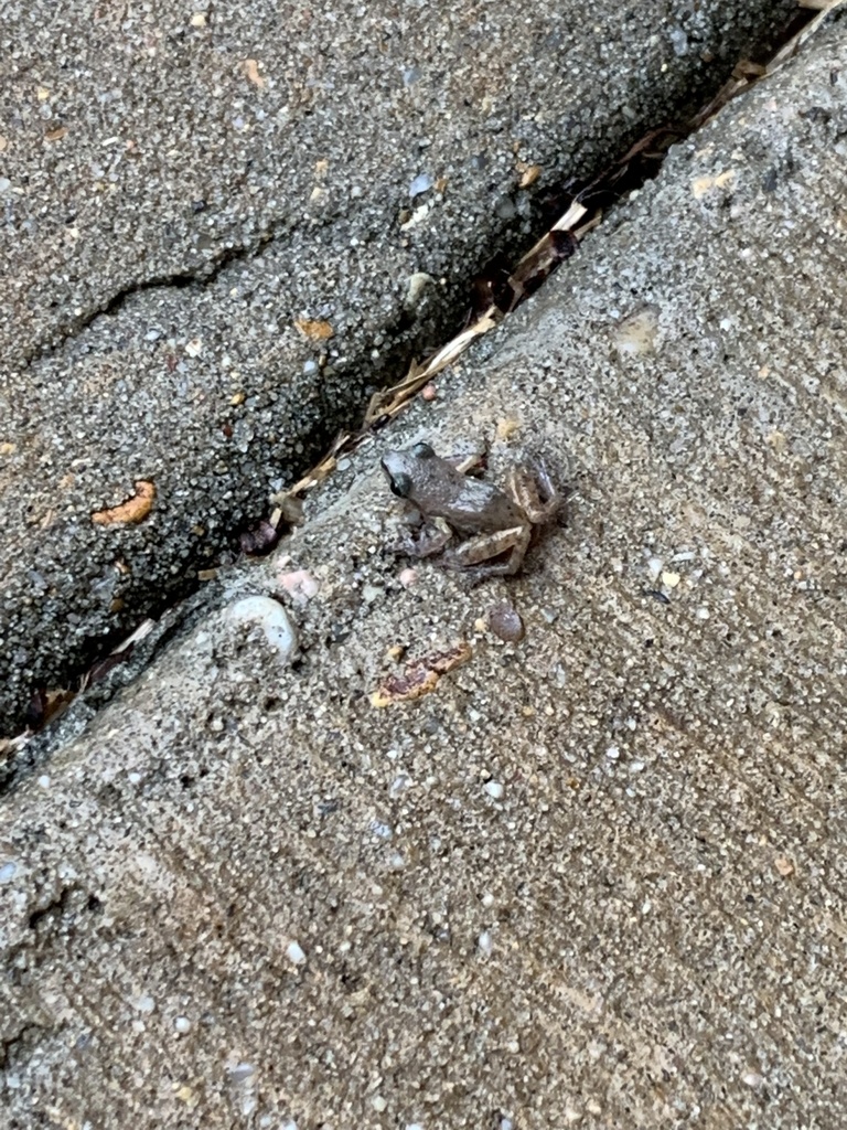Rio Grande Chirping Frog from Myrtle Bluff Dr, Baton Rouge, LA, US on ...