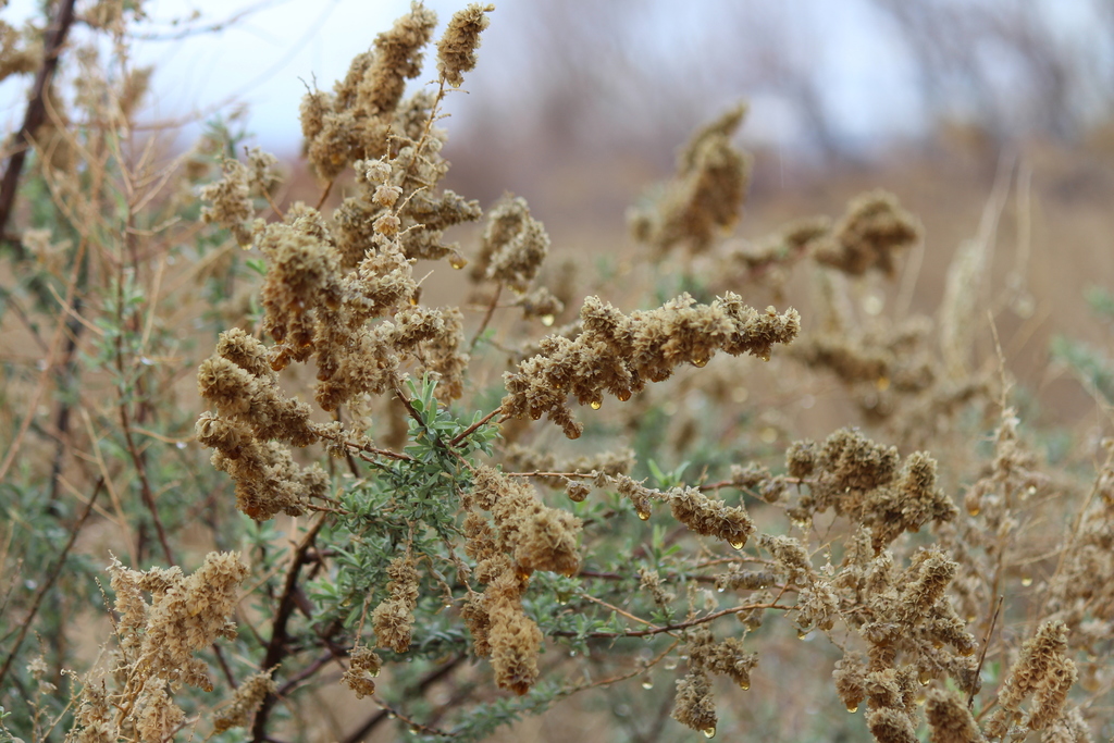 Four-wing Saltbush (Rio Bosque Wetlands Biological Treasure Hunt ...