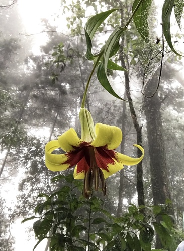 Variedad Lilium primulinum burmanicum · iNaturalist Mexico