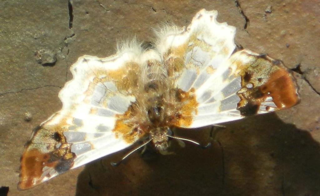 Buff-tipped Skipper (Butterflies of Bonamanzi) · BioDiversity4All