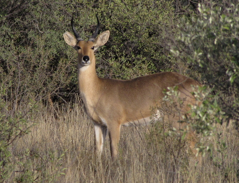 Southern Reedbuck (Redunca arundinum) - Know Your Mammals