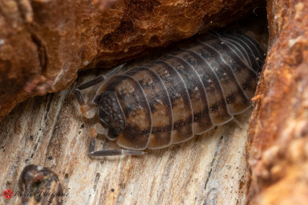Nagurus nanus (Isopoda (Woodlice) of the British Indian Ocean Territory ...