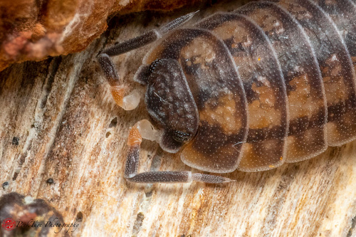 Nagurus nanus (Isopoda (Woodlice) of the British Indian Ocean Territory ...