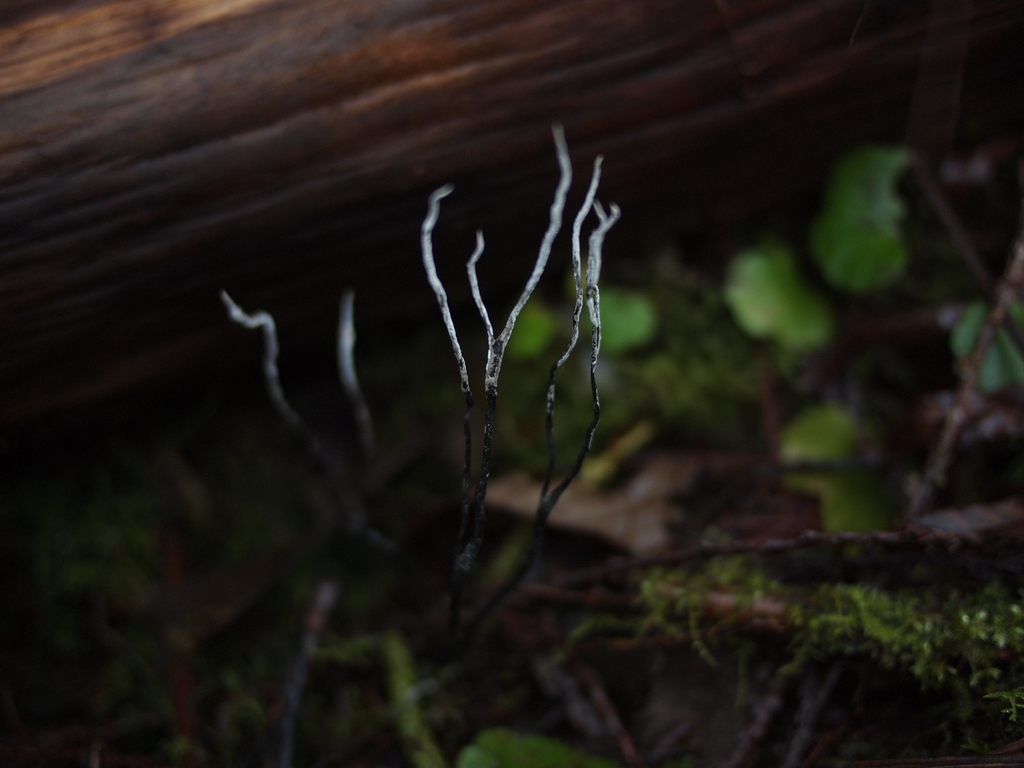 Xylaria filiformis (Guía general de Macrohongos de Costa Rica I ...