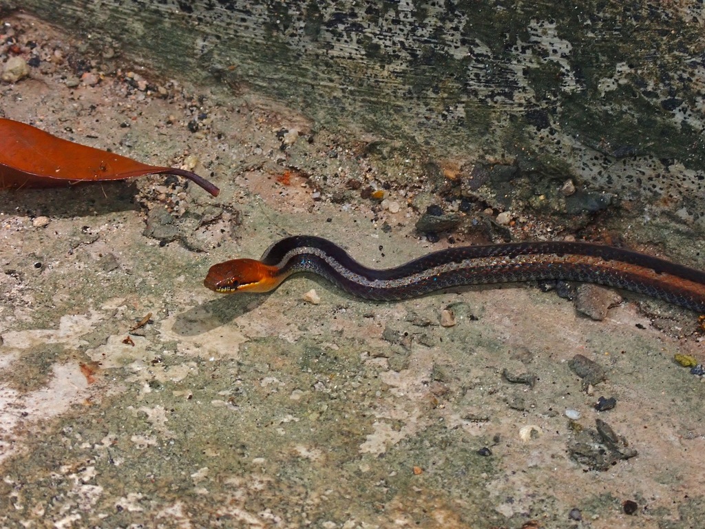 Black-headed Collared Snake from Tanjung Bungah, Penang, Malaysia on ...
