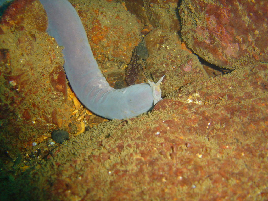 Jawless Fishes (Agnatha) - Marine Life Identification