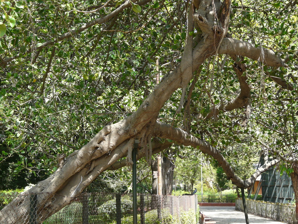 Krishna Fig (Ficus krishnae) - Botanical Realm
