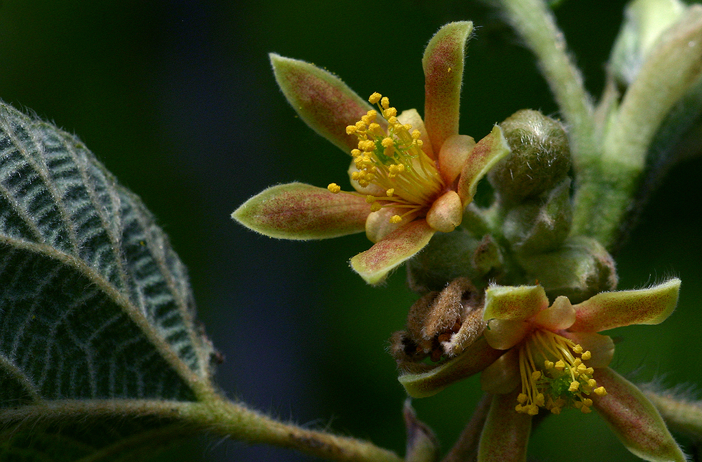 Mallow Raisin (Plants of the Hajar) · iNaturalist