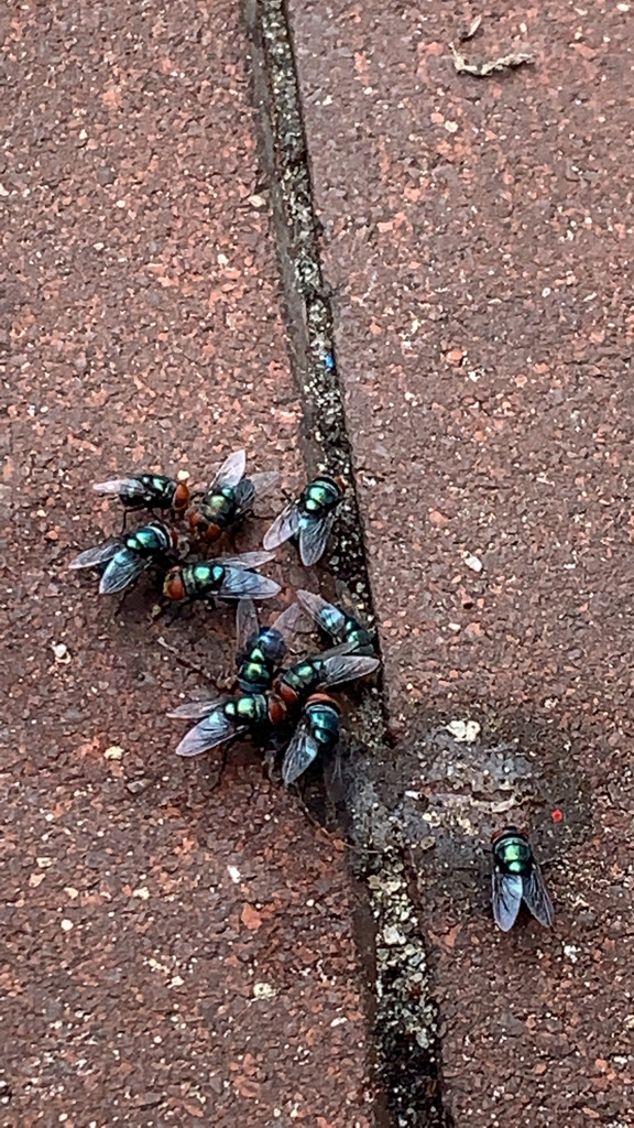 Oriental Latrine Fly from Tallahassee on August 29, 2021 at 08:04 AM by ...