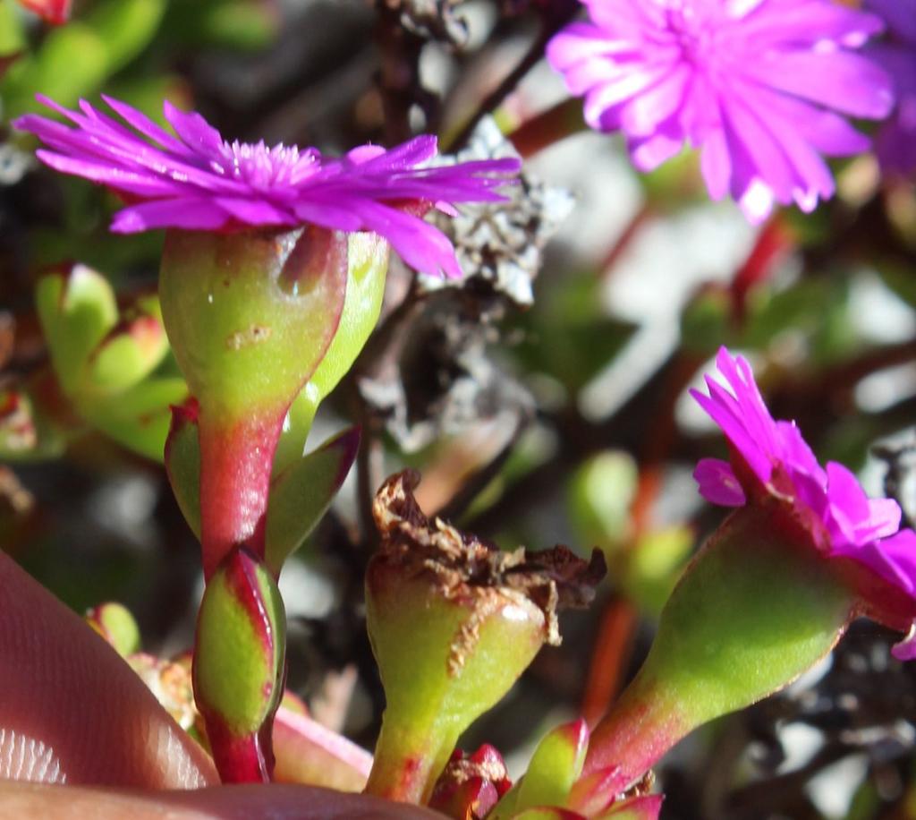 Satin Spoonfig (Erepsia inclaudens) - Botanical Realm