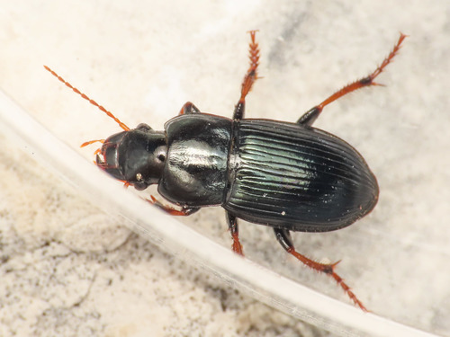Subspecies Harpalus rubripes rubripes · iNaturalist