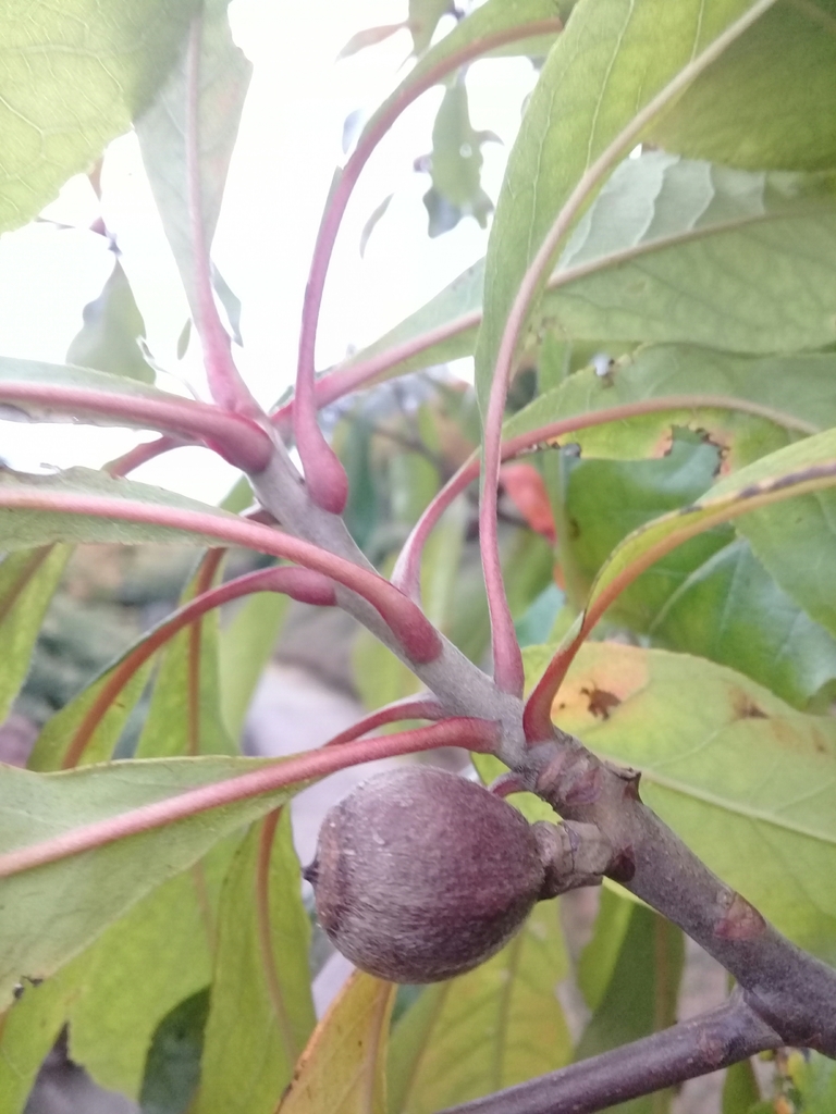 Franklin tree (Franklinia alatamaha) - Botanical Realm