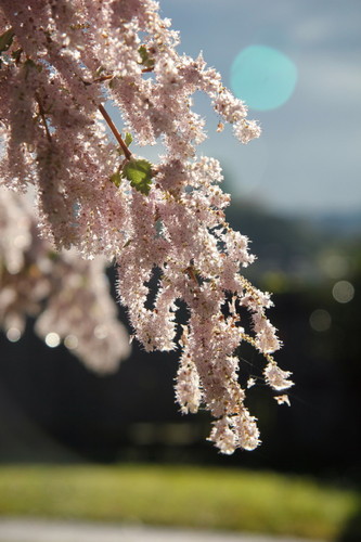 Iboza (Iboza riparia) · iNaturalist