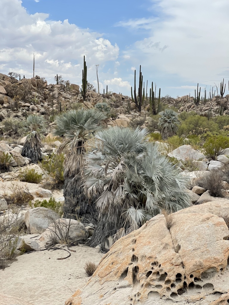 Mexican Blue Palm in August 2021 by Glenn Ehrenberg · iNaturalist