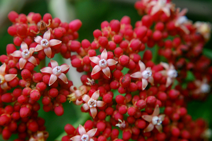 Acebo Hawaiano Plantas Comunes En Medellín · Naturalista Colombia