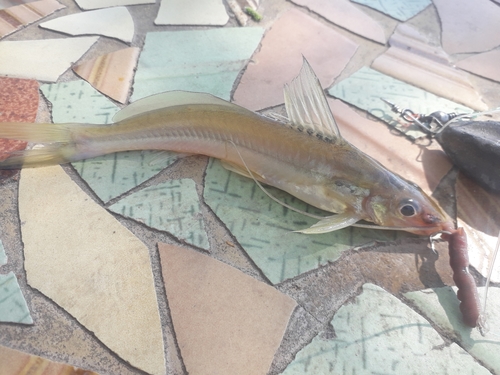 Chupa (Peces de Trinidad) · iNaturalist