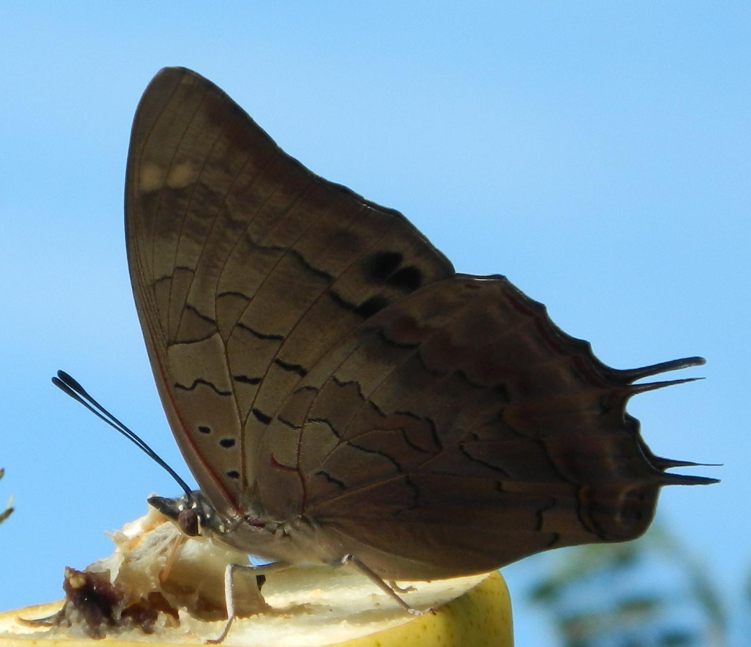 Charaxes viola Butler, 1865