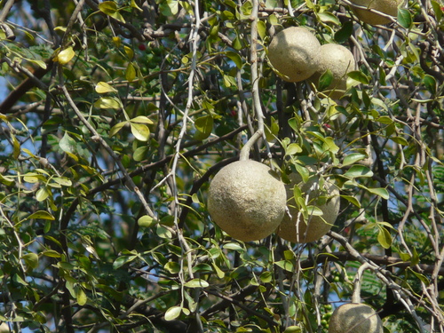 Genus Naringi · iNaturalist