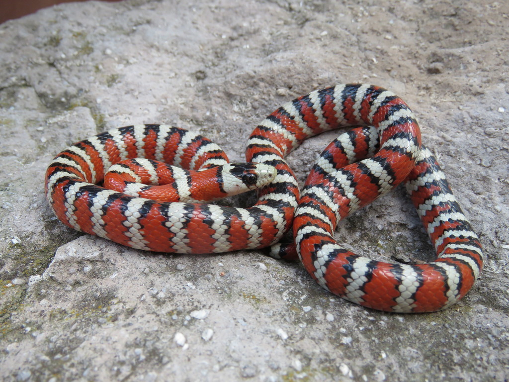 Chihuahuan Mountain Kingsnake in September 2019 by Richard D Reams ...