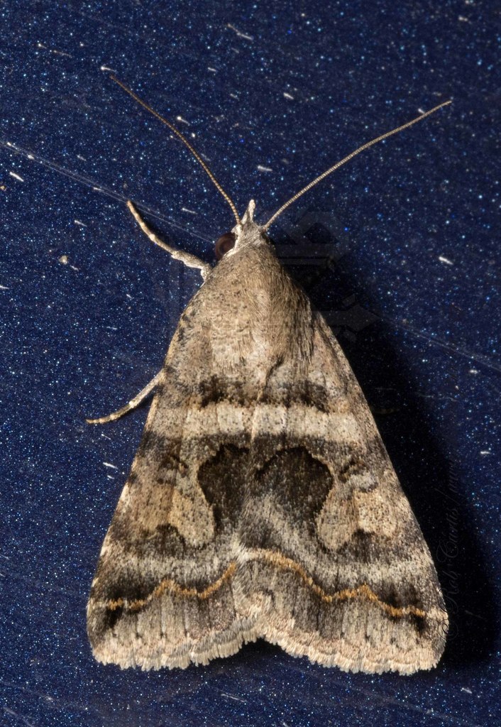 Bulia from 2-, 14 Farm to Market Rd 2098 Spur, Roma, TX 78584, USA on ...