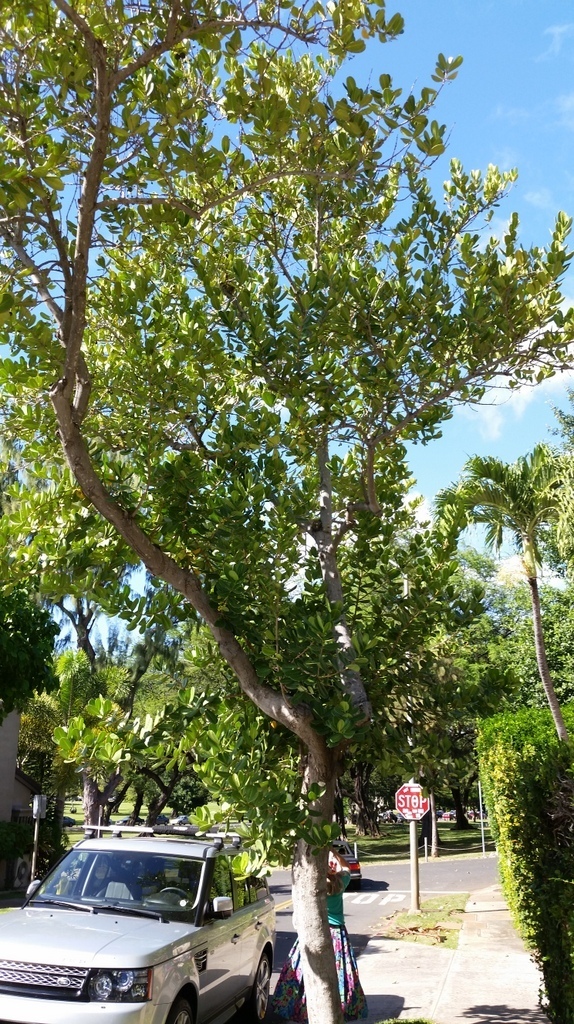 Madagascar Olive (Noronhia emarginata) - Botanical Realm