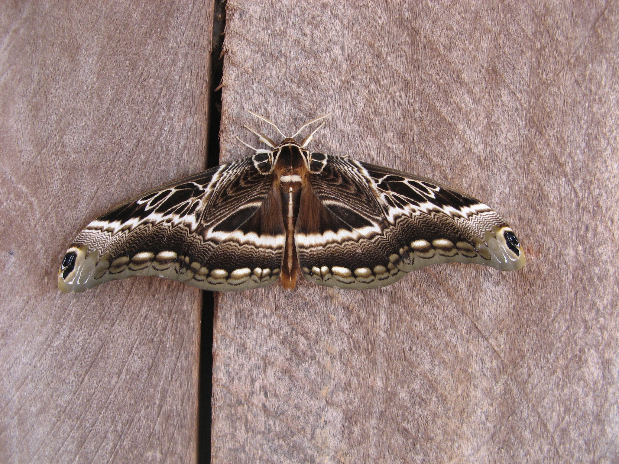 Dactyloceras lucina Drury, 1782