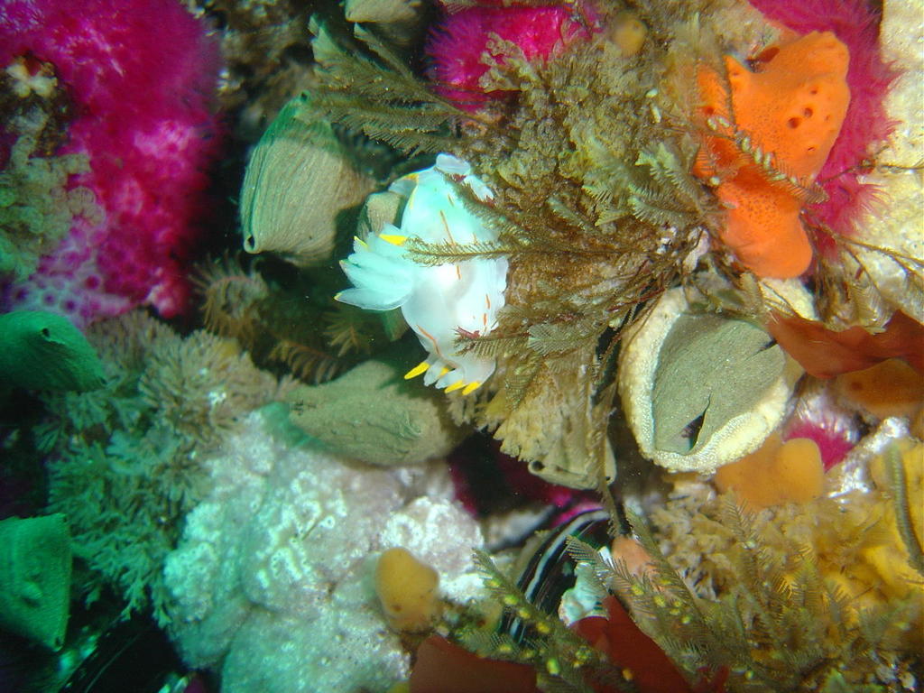 Orange-stripe Crown Nudibranch from South Lions Paw on March 12, 2005 ...
