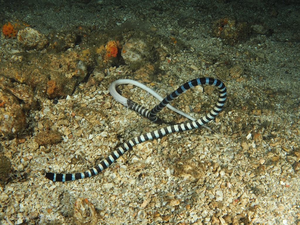 Blue-lipped Sea Krait (Laticauda laticaudata) - Snakes and Lizards