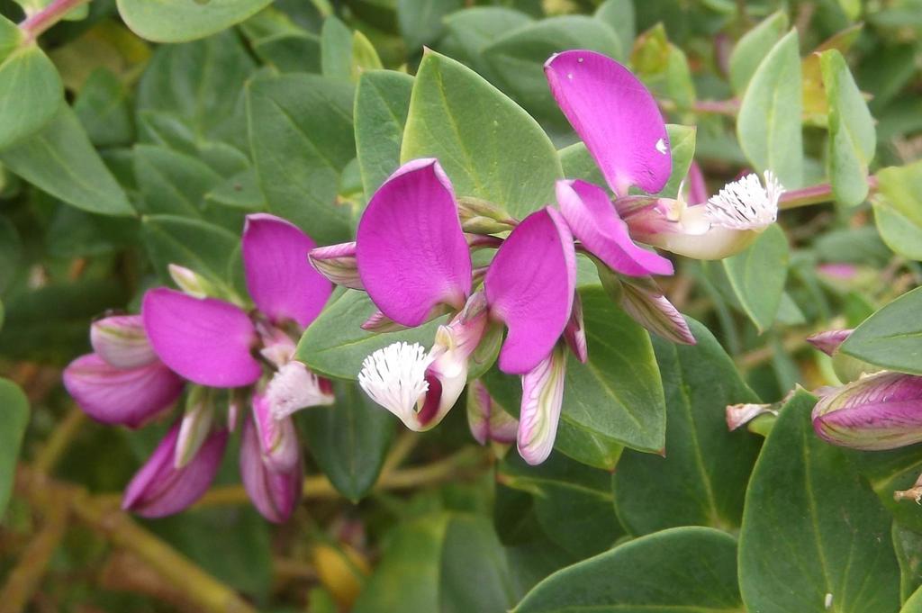 Heartleaf Falsepea (Locally Indigenous Plant Species for Knysna ...