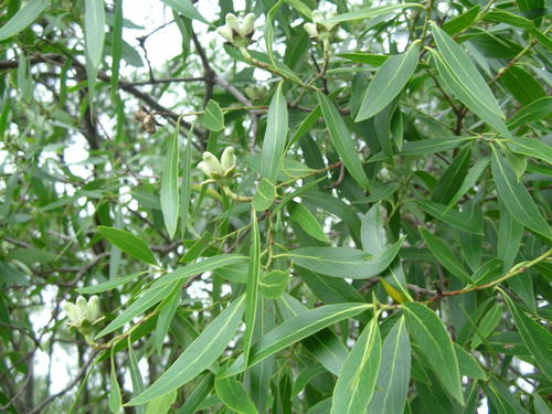 Brazilian soapbark tree (Quillaja lancifolia) · iNaturalist