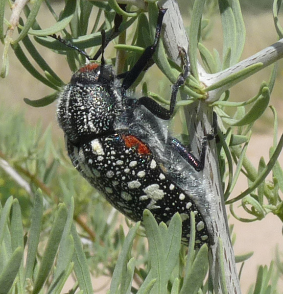 Julodis humeralis (Buprestidae (Jewel Beetles) of Southern Africa ...