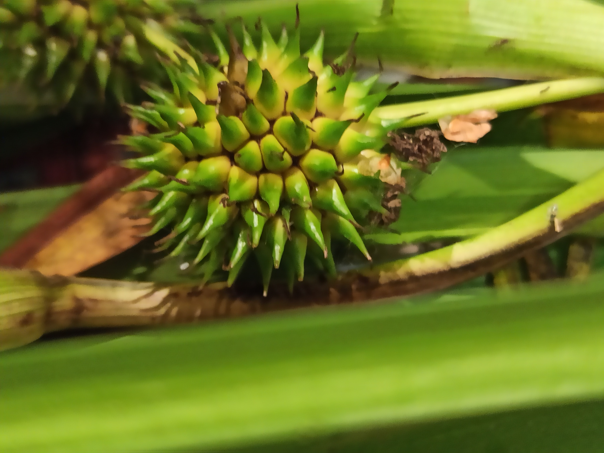 Sparganium erectum subsp. microcarpum (Neuman) Domin