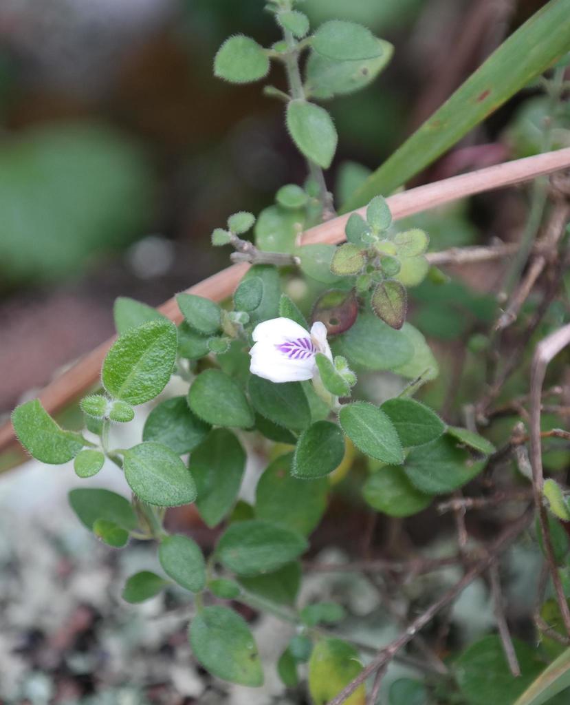 Justicia protracta from Hamasha - s slopes T8: Lesheba Wilderness on ...