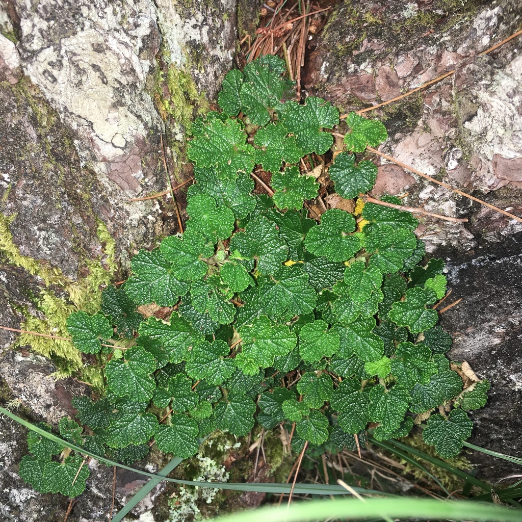 creeping Taiwan bramble in August 2021 by 洪阿愷 · iNaturalist