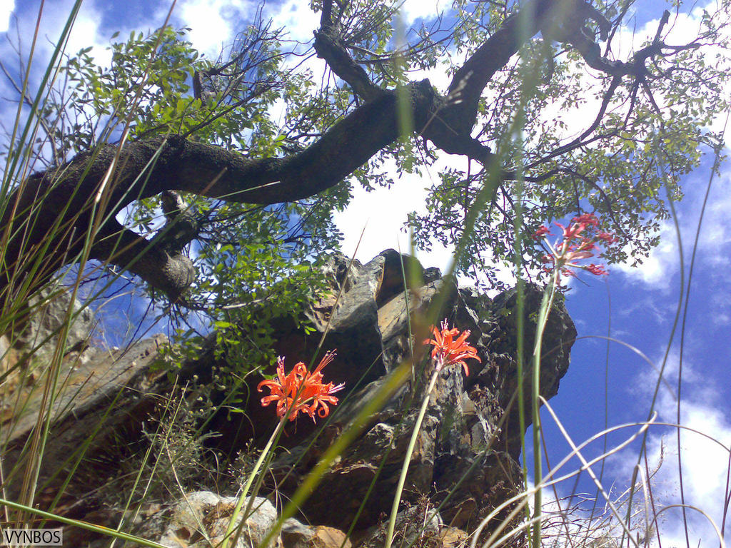 Guernsey Lily from First Waterfall, Jonkershoek, Stellenbosch on April ...