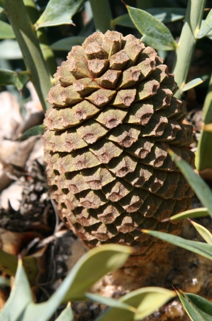 Eastern Cape blue cycad (Encephalartos horridus) - Botanical Realm
