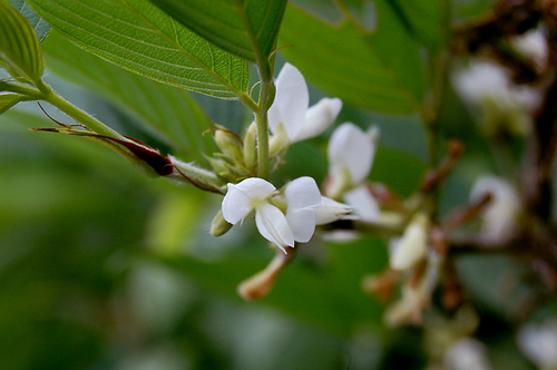 triangular horse bush (Flora of Kanniyakumari district ) · iNaturalist