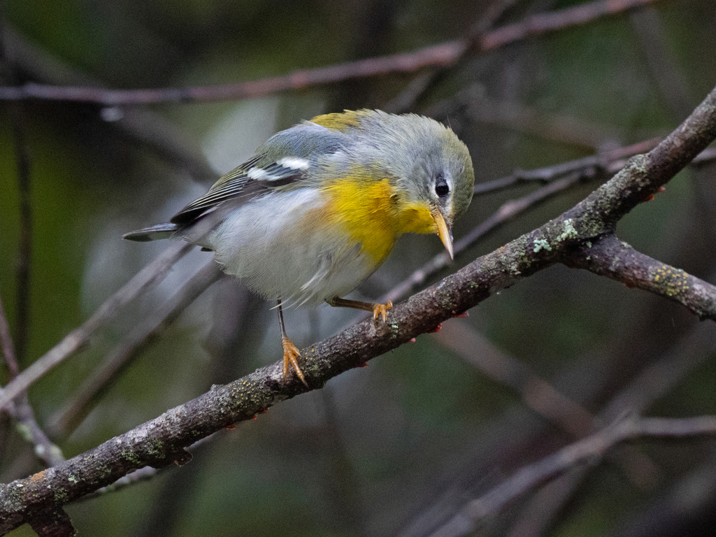 Northern Parula (Northwestern Indiana Birds) · iNaturalist