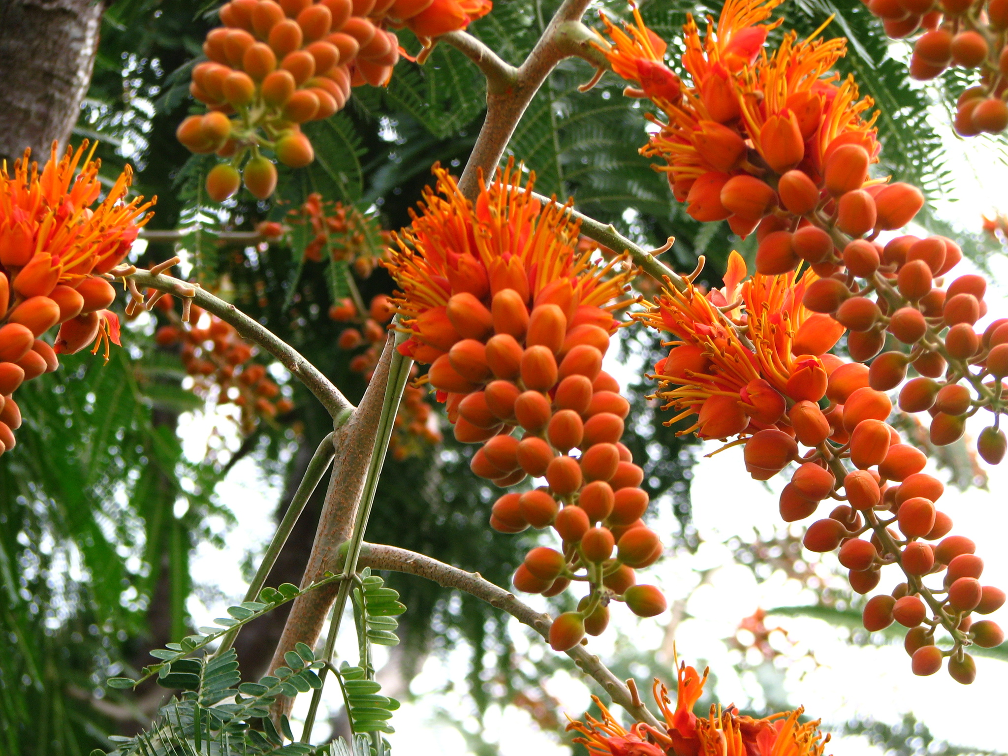 Whip Tree Seeds Glory Covillea 50 Colvillea racemosa Seeds Ohai tree ...