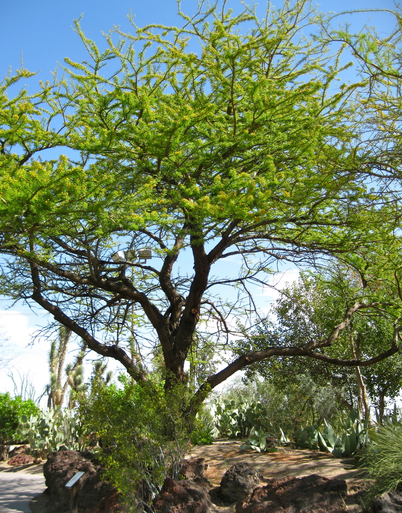 twisted acacia (Vachellia tortuosa) - Botanical Realm