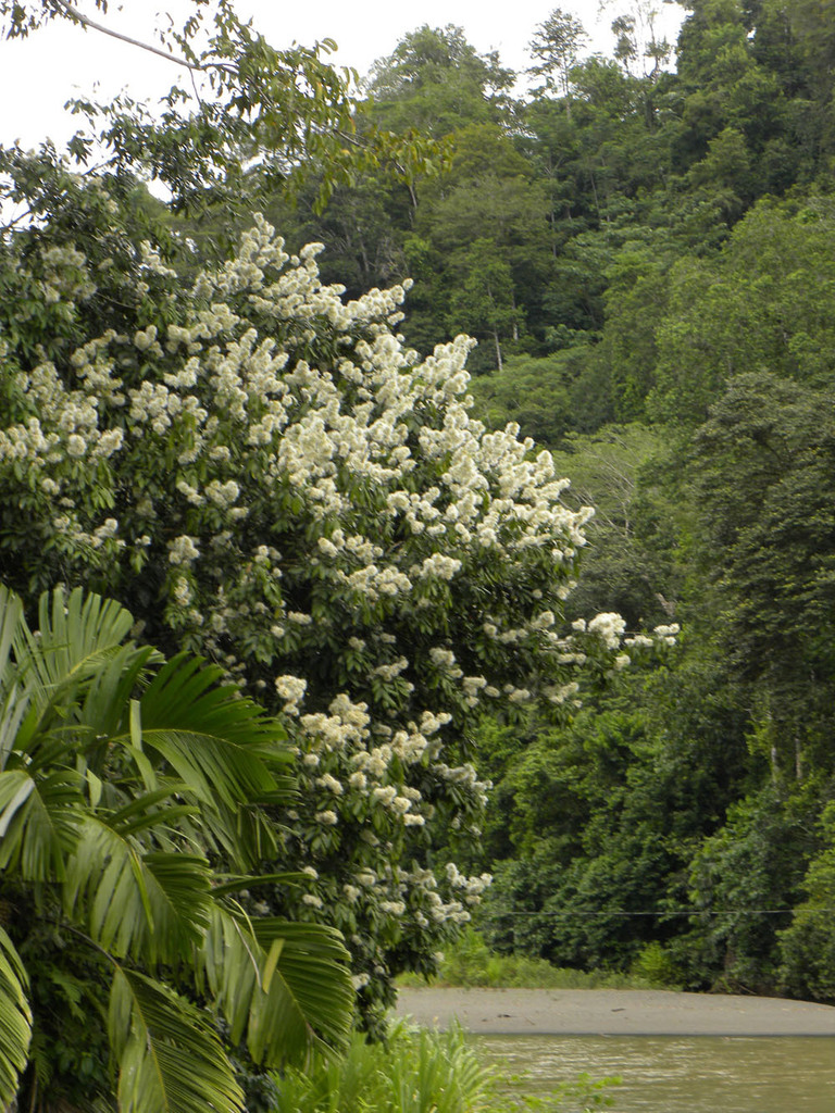 (Inga nobilis) - Botanical Realm